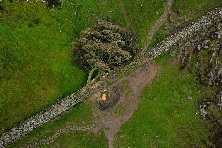 Tronçonné par des vandales, le Sycamore Gap tree prend sa revanche ...