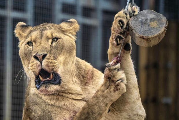 Lioness kills intruder in Brazilian zoo | blue News