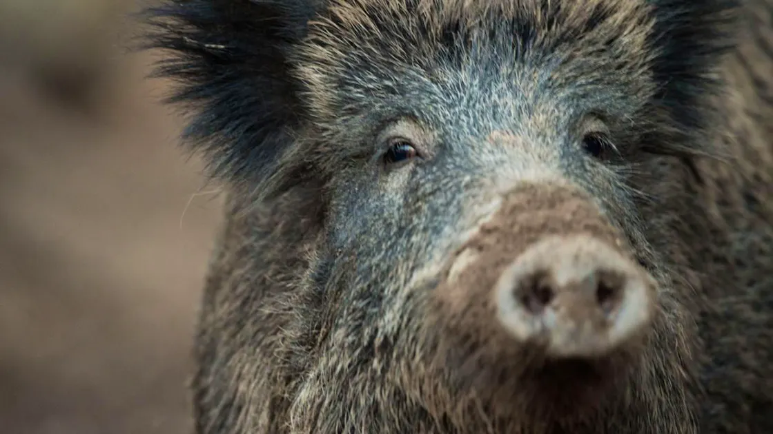 Agriculture: Spain fears for billions in business due to swine fever ...