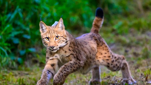 Grand Council GR: Authorities release two new lynx in Graubünden | blue ...