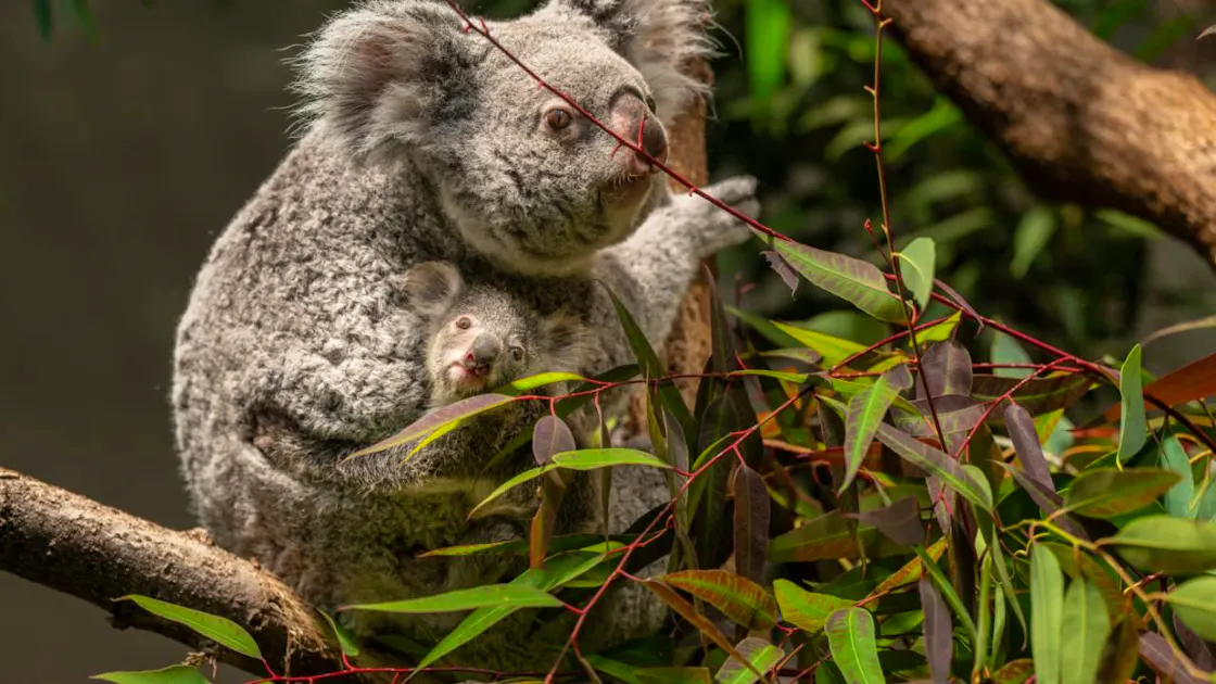 You can now see this cute baby koala at Zurich Zoo | blue News