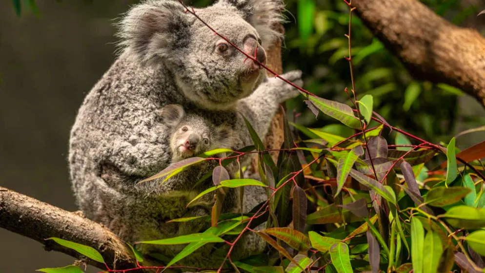 You can now see this cute baby koala at Zurich Zoo | blue News