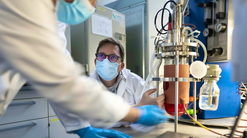 Bell CEO: "Lab-grown meat will be ready for the market in 5 years at ...