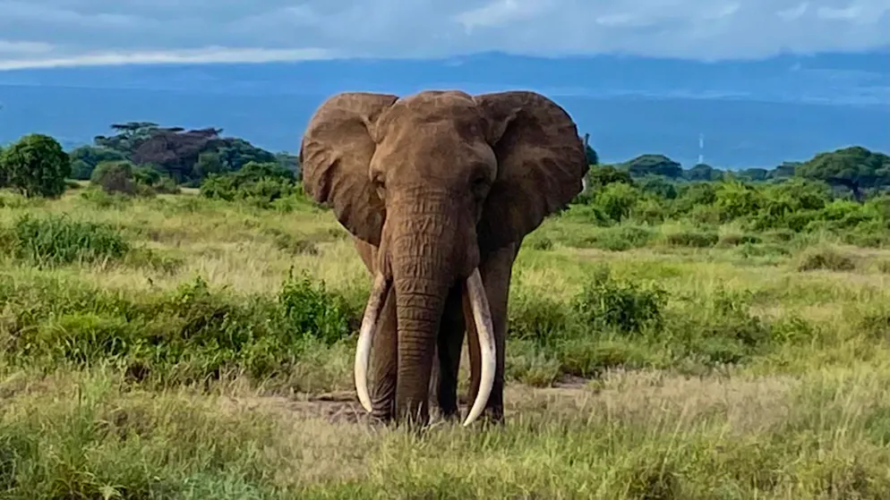 Animali: Kenya, morto a 54 anni l'iconico elefante «super tusker» Craig ...