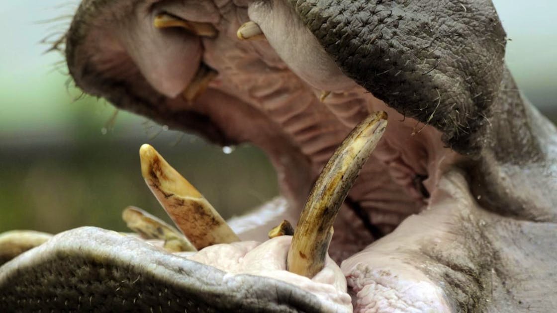 Latest news: Four dead after hippo attack in Kenya | blue News