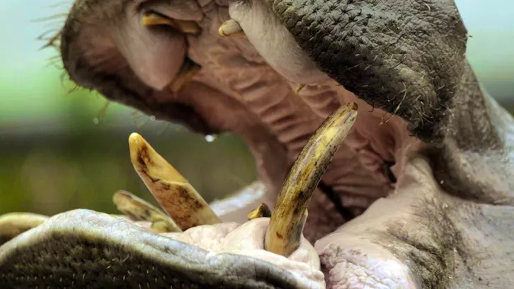 Latest news: Four dead after hippo attack in Kenya | blue News