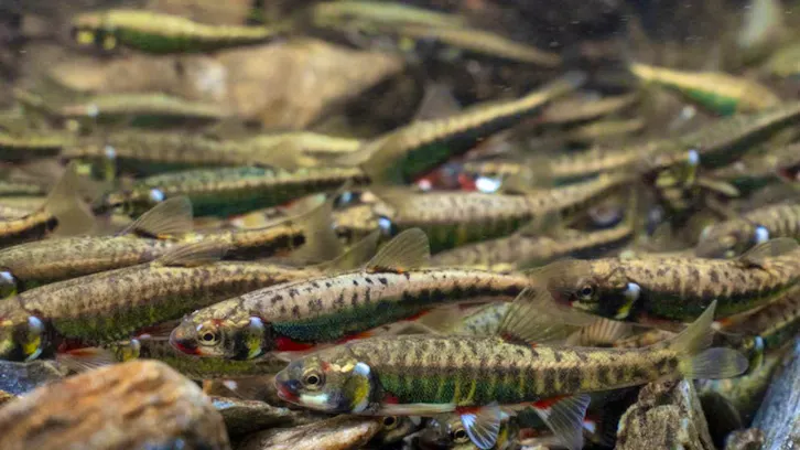 Animals: Fishing association names minnow fish of the year 2026 | blue News
