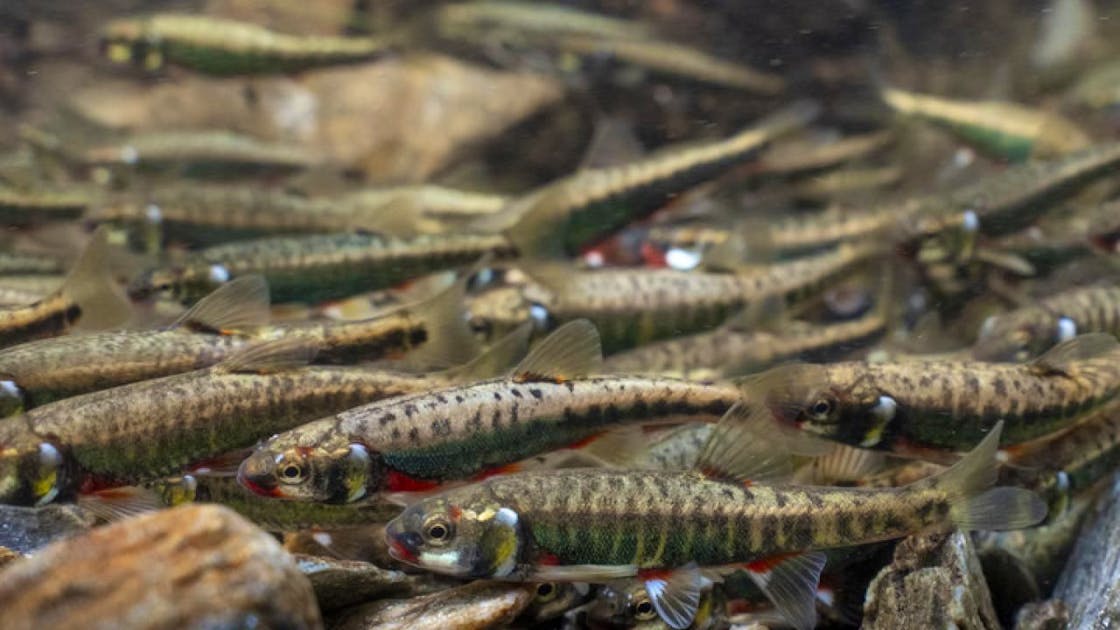 Animals: Fishing association names minnow fish of the year 2026 | blue News