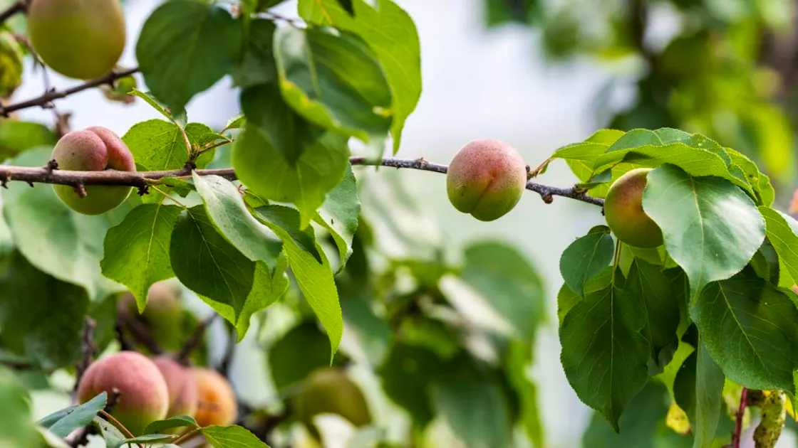 Umwelt: Aprikosen und Erdbeeren weisen 2024 hohe Pestizidrückstände auf ...