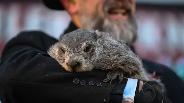 La marmotta Phil ha decretato, altre sei settimane d'inverno negli ...