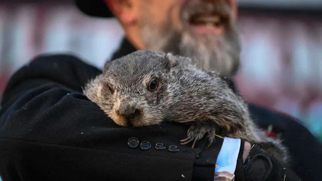 La marmotta Phil ha decretato, altre sei settimane d'inverno negli ...