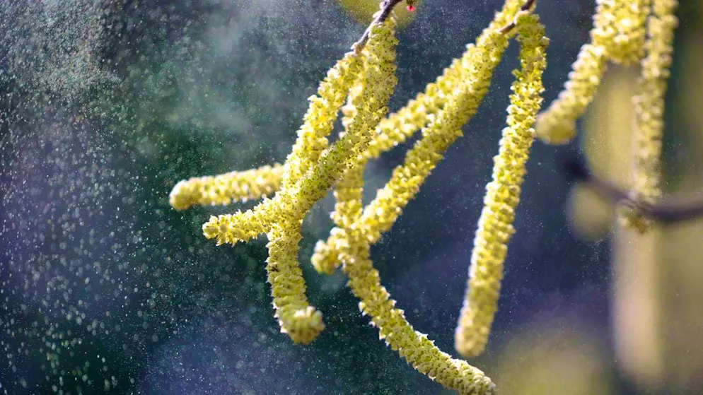 The pollen is on its way | blue News