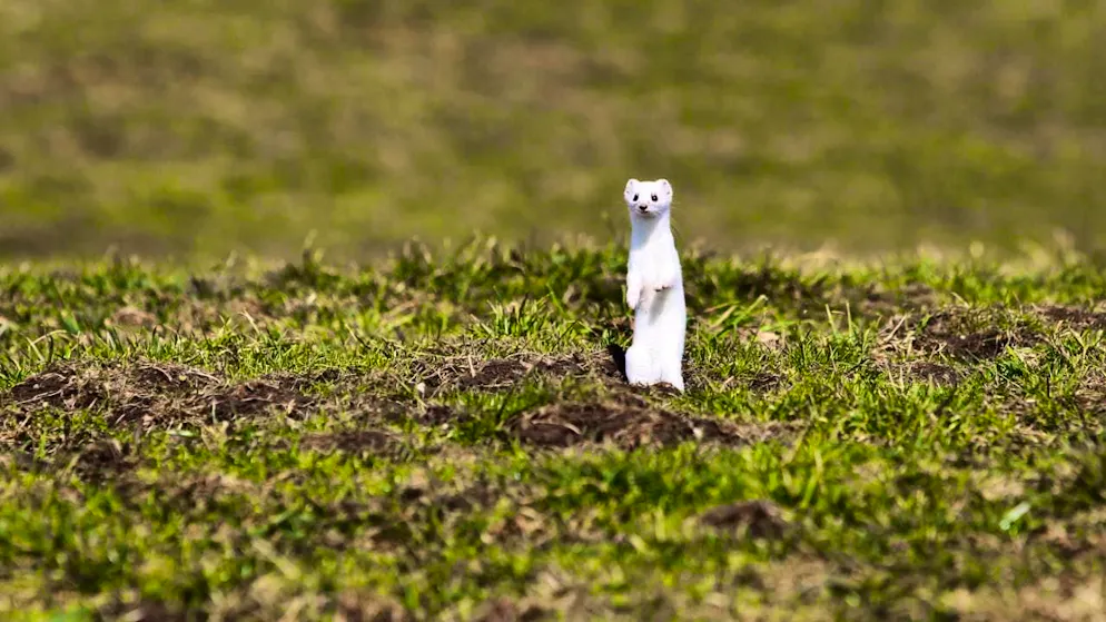 Biodiversity: Cleverly placed cairns encourage the presence of stoats ...
