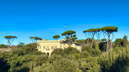Italy: Rome's pine trees in danger: is there a threat of major tree ...