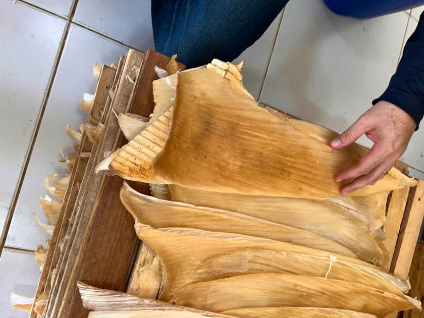 Mehr als 1,5 Tonnen Haiflossen in Brasilien beschlagnahmt | blue News
