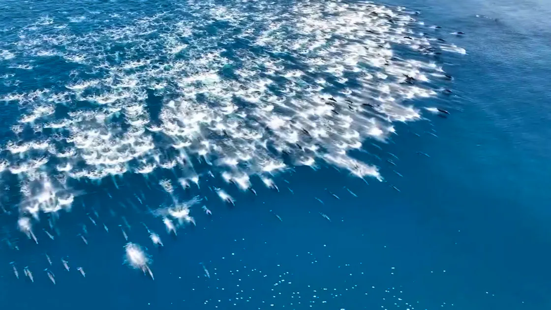 Spectacular natural phenomenon: Hundreds of dolphins race through the ...
