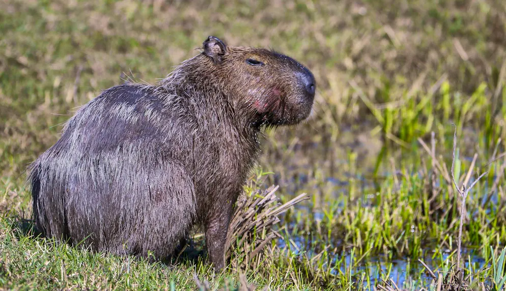 Escaped from the zoo: A capybara goes into hiding - and is spotted in a ...