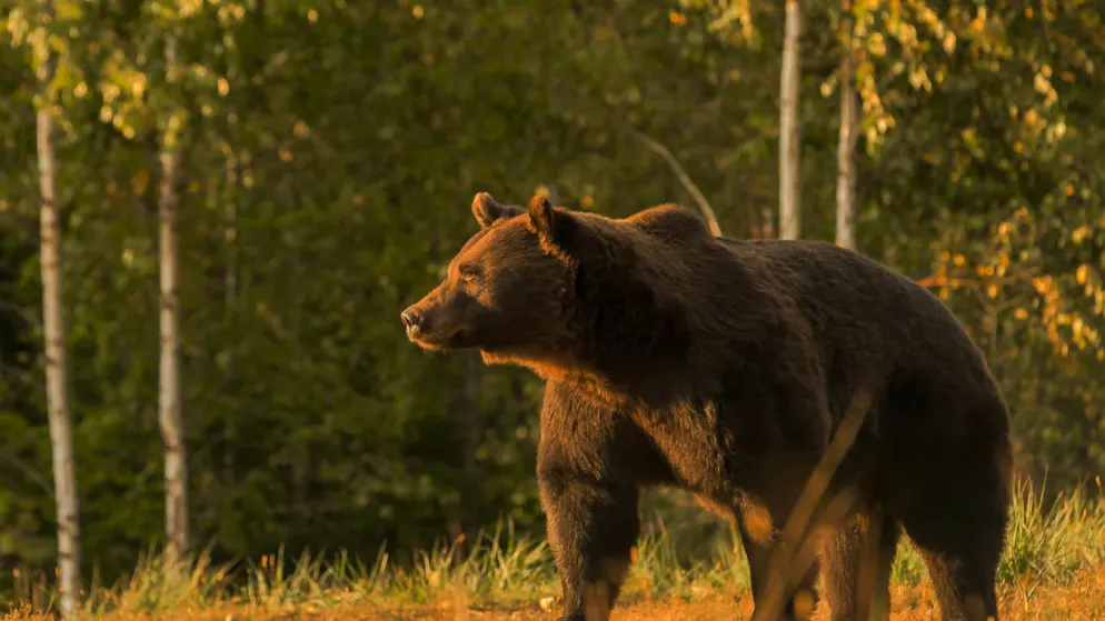 Runner aggredito e ferito da un orso bruno sul noto monte Urpin | blue News