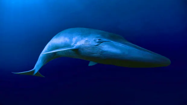 Everyone is looking at Timmy the whale - but how are his fellow whales ...