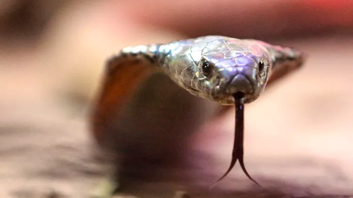 German vacation guest dies during snake charm in hotel | blue News