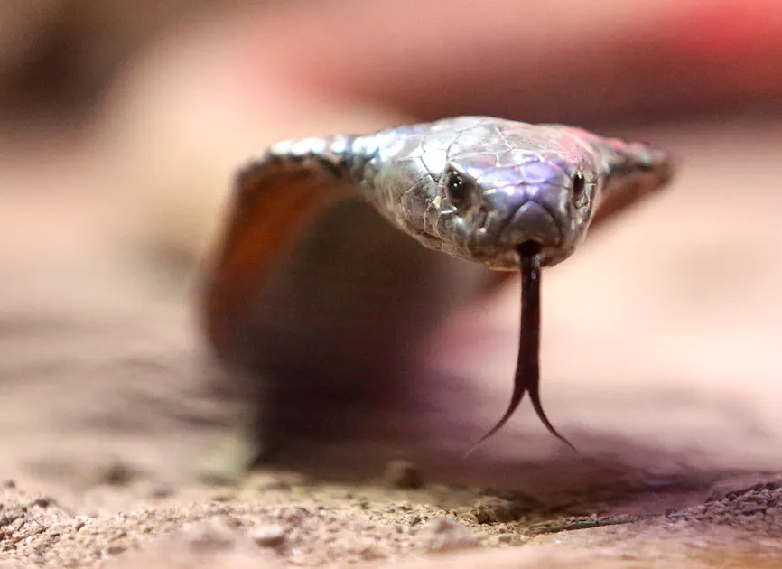 German vacation guest dies during snake charm in hotel | blue News