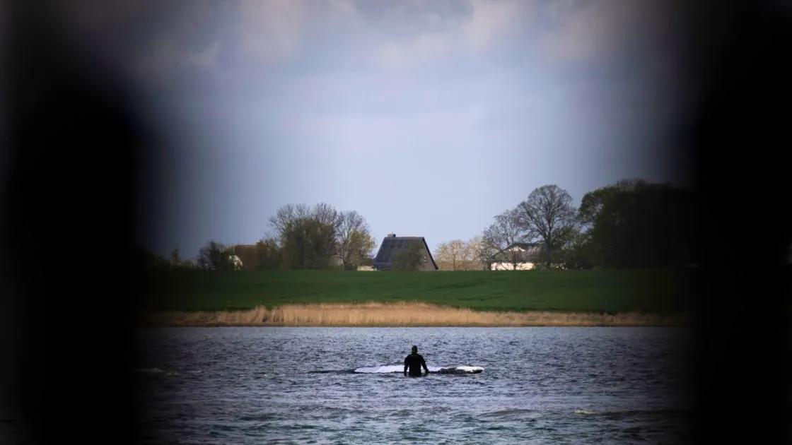 Mecklenburg-Western Pomerania: Humpback whale off Poel: Start of rescue ...