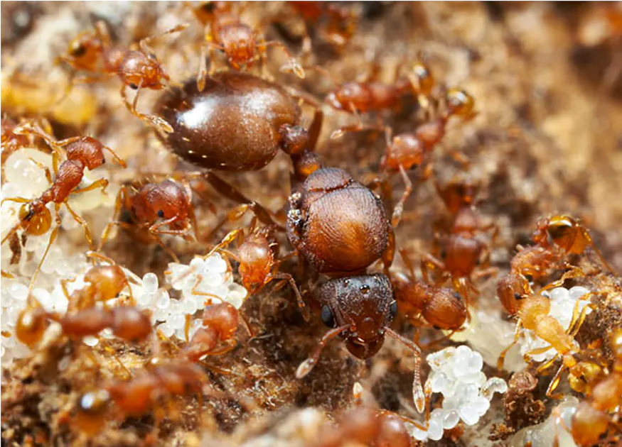 Espèce invasive: Petite mais costaude, la «fourmi électrique» est à nos ...