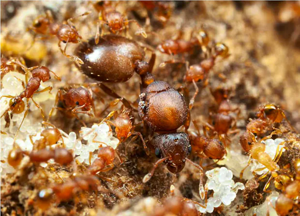 Una specie invasiva: La piccola ma potente formica elettrica è alle ...