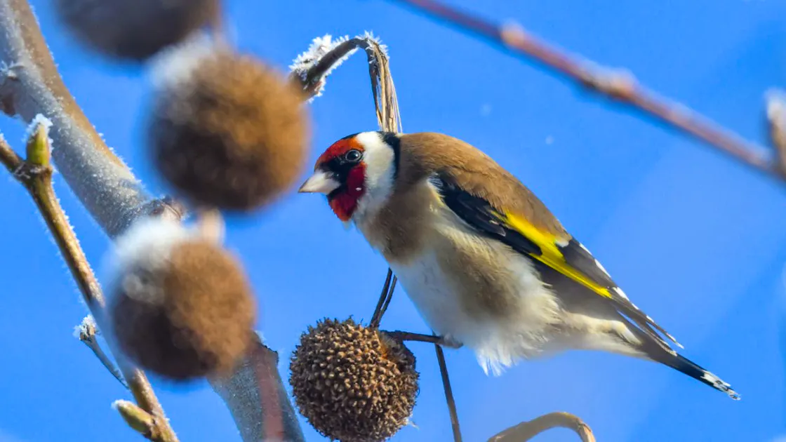 "Garden Bird Hour": BirdLife launches bird count in Switzerland | blue News