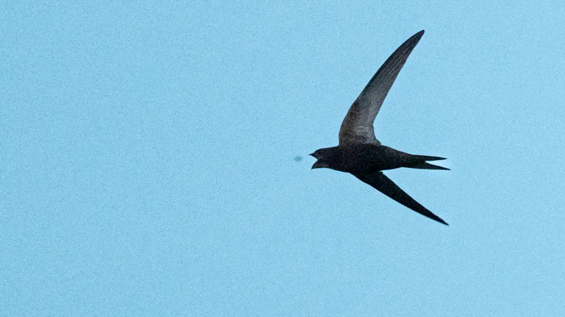 Annual campaign: Sparrow remains number one in Swiss bird census | blue ...