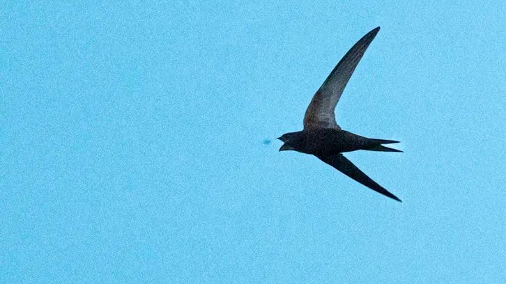 Annual campaign: Sparrow remains number one in Swiss bird census | blue ...