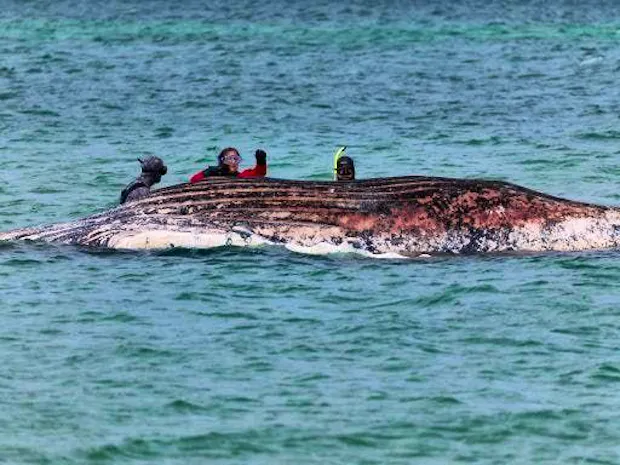 L'autorità danese: «Sulla balena morta trovato il localizzatore di ...