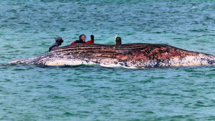 Latest news: Authorities: Dead whale off Denmark is Baltic Sea whale ...