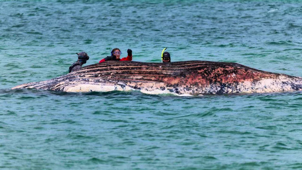 Latest news: Authorities: Dead whale off Denmark is Baltic Sea whale ...