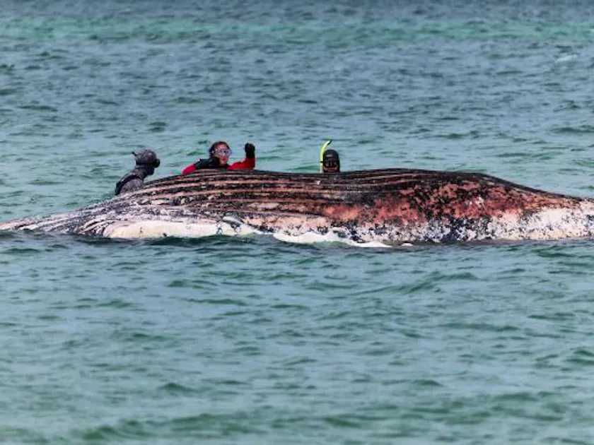 L'autorità danese: «Sulla balena morta trovato il localizzatore di ...