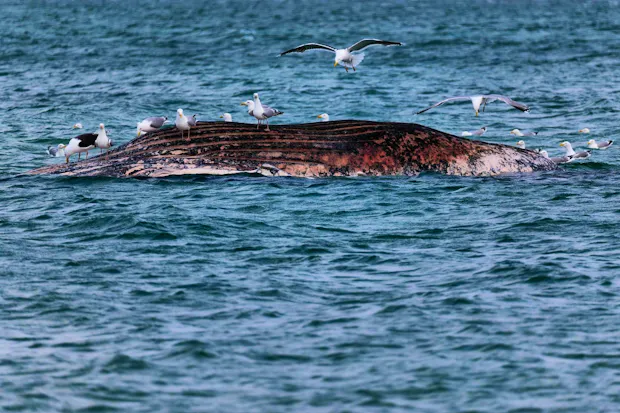 L'autorità danese: «Sulla balena morta trovato il localizzatore di ...