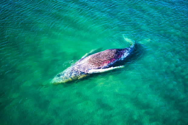 L'autorità danese: «Sulla balena morta trovato il localizzatore di ...
