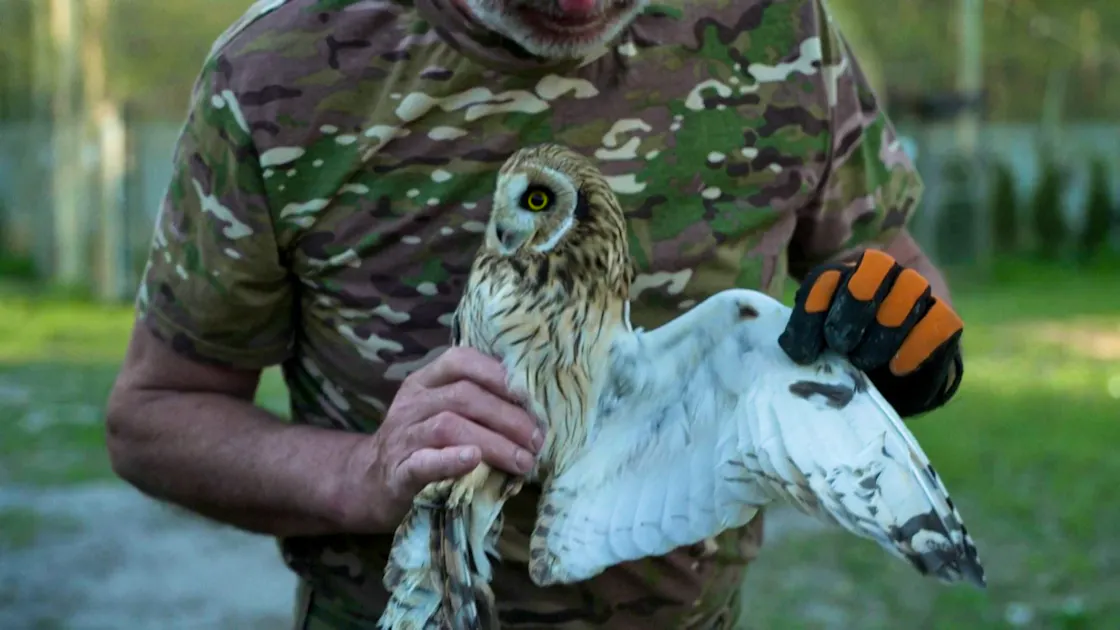 Bombed-out habitats: Blind and broken wings - how birds are suffering ...