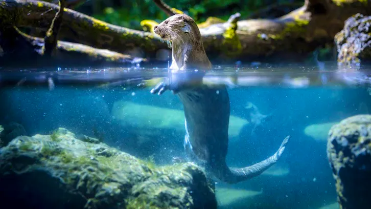 Success still up in the air: The otter has found its way to Switzerland ...