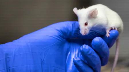 Curiosities: Empa develops AI mouse to reduce animal testing | blue News
