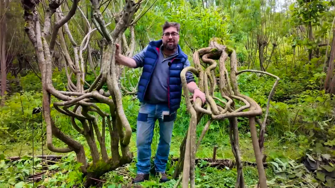 Design furniture from the garden: Chairs growing directly on trees - is ...