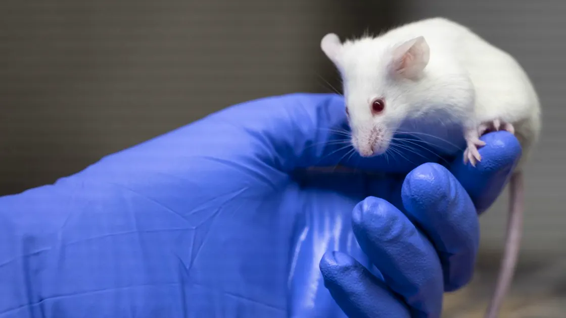 Curiosities: Empa develops AI mouse to reduce animal testing | blue News