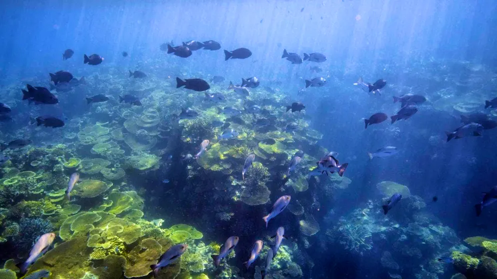 Environment: Corals defy marine heatwave off Western Australia | blue News