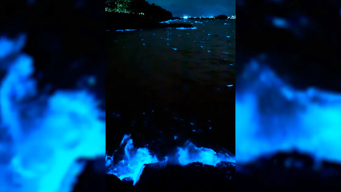 Rare natural spectacle in Japan: Why these ocean waves glow an intense ...