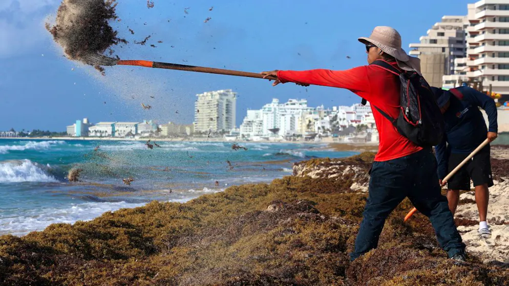 È allerta rossa in Messico per l'invasione di alghe | blue News