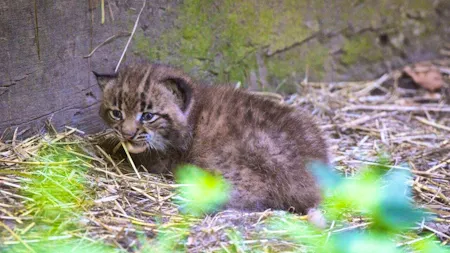 Miscellaneous: Many young animals liven up Goldau Zoo this spring ...