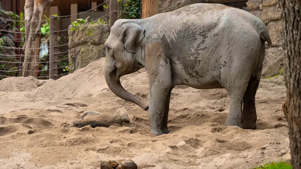 Baby elephant euthanized: 11 dead elephants in 10 years - animal rights ...