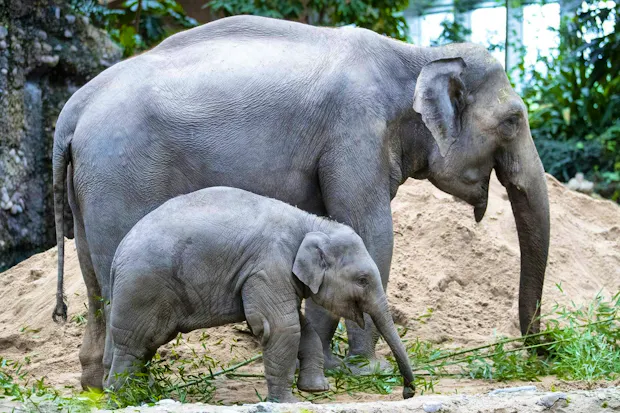 Calf euthanized: Zurich Zoo wants to continue breeding elephants ...