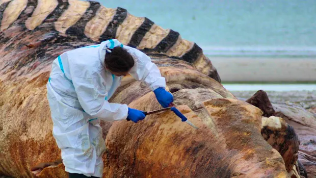 Humpback whale autopsy completed: What happens next? | blue News