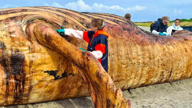 Humpback whale autopsy completed: What happens next? | blue News